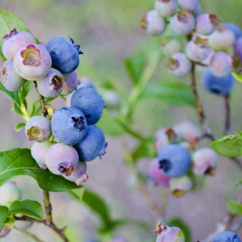 3 Yaş Meyve Vermeye Hazır Yaban Mersini Fidanı - Blueberry Sapling ...